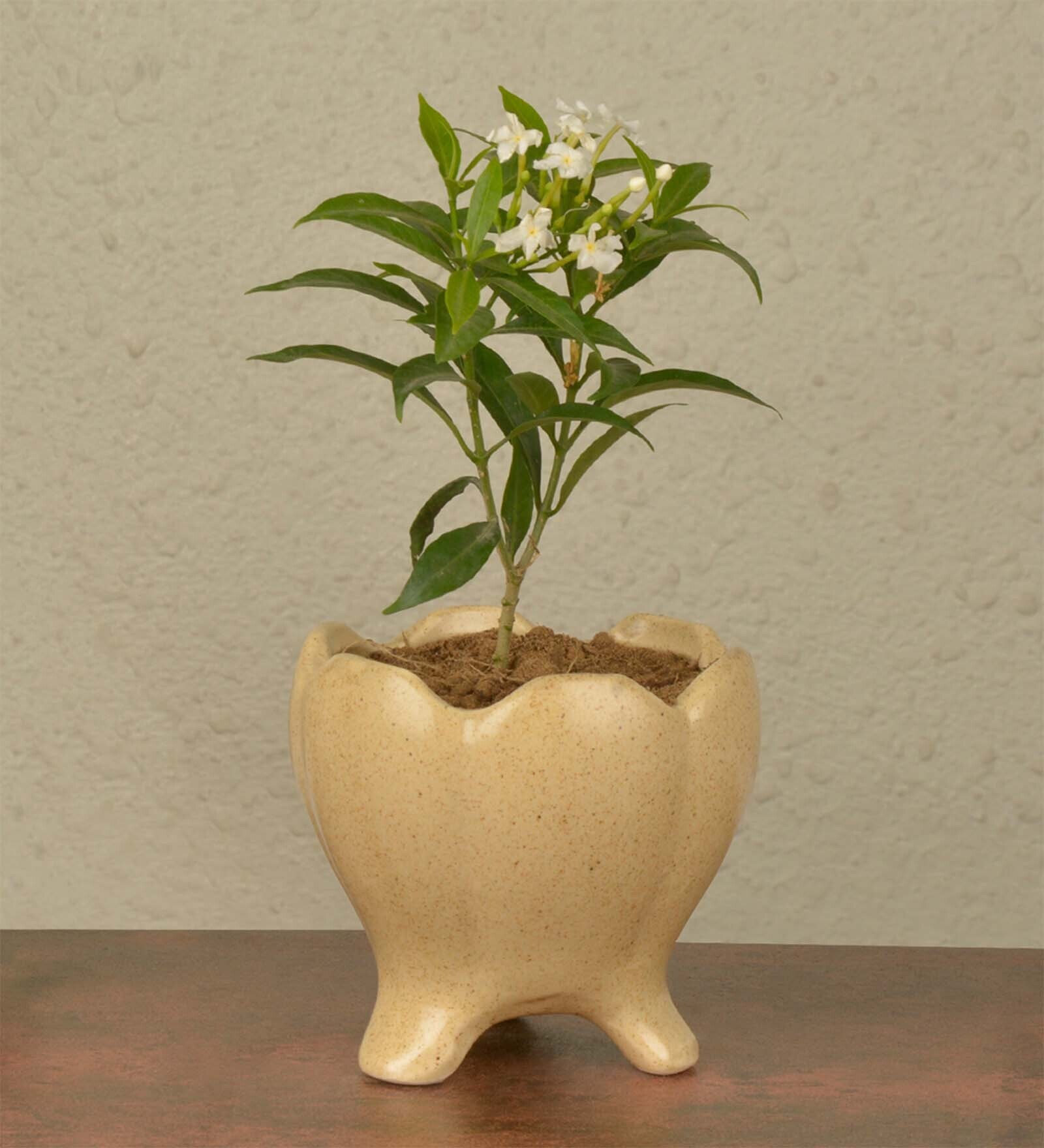 Buy Yellow Ceramic Handcrafted Planter Pot With 3 Legs by StyleMyWay at ...