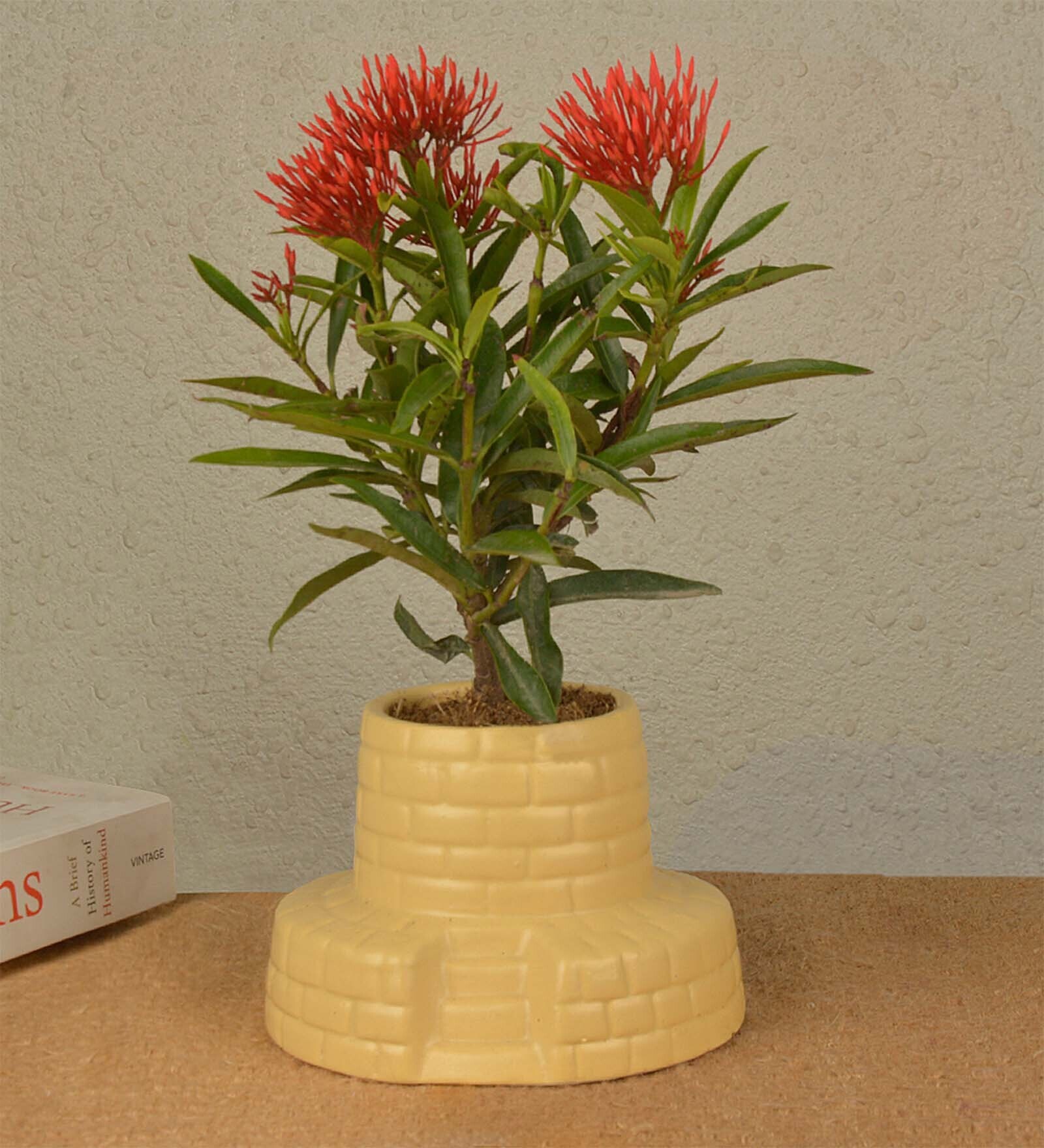 Buy Yellow Ceramic Handcrafted Well Shaped Planter Pot by StyleMyWay at ...