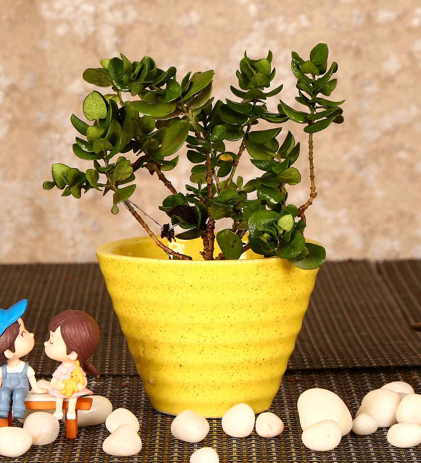 Buy Yellow Ceramic Small V Cup Shape Flower Pot at 40% OFF by ...