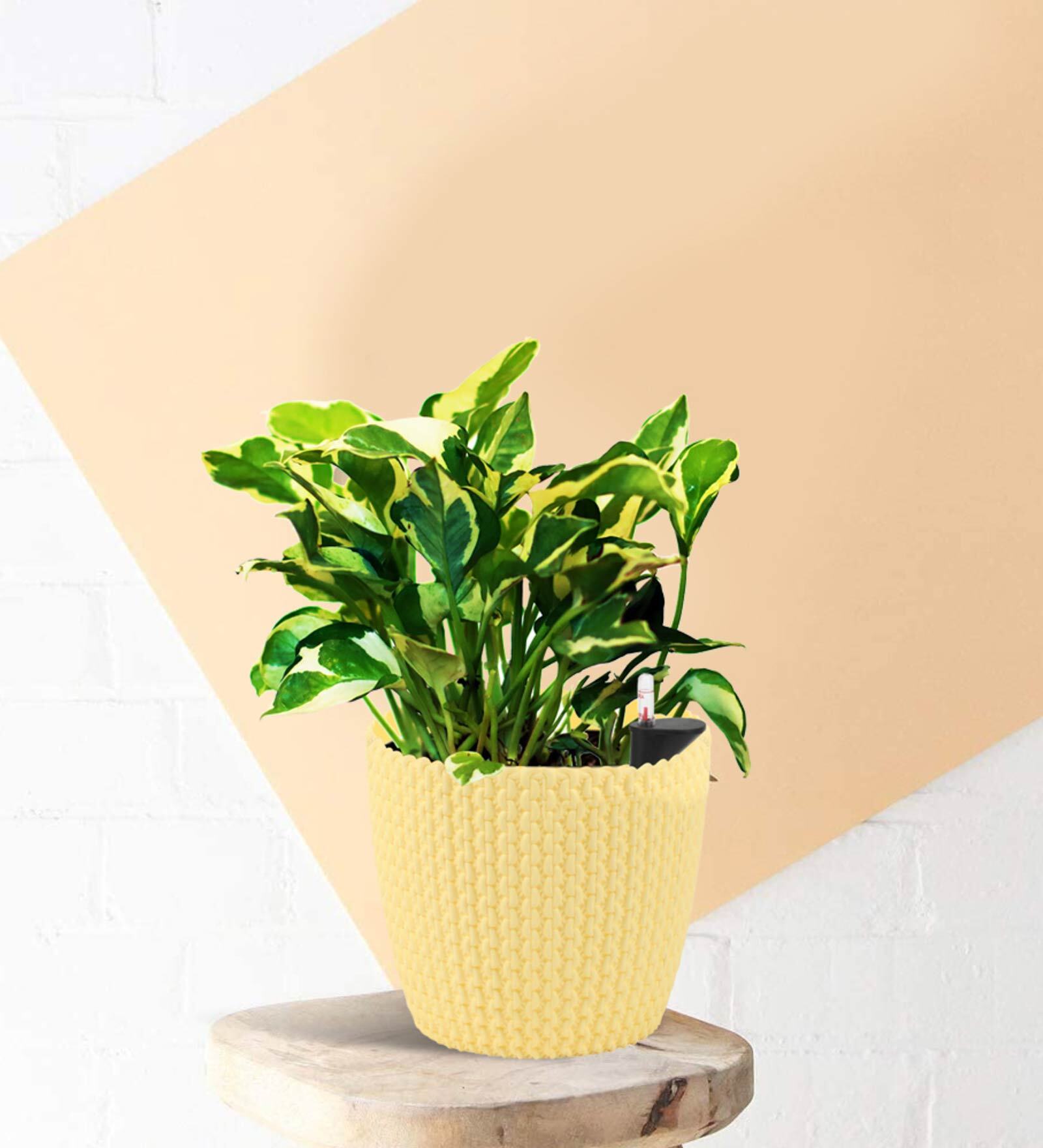 Buy Yellow Scindapsus Compacta Large Natural Plant in Self-Watering ...