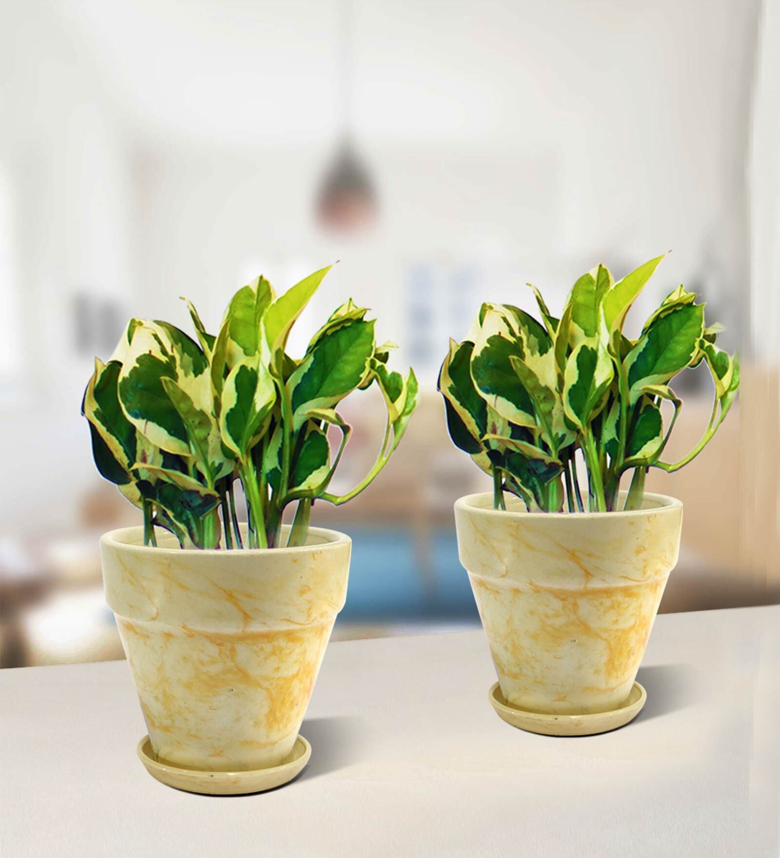 Buy Yellow Scindapsus Compacta Small Natural Plant In Ceramic Pot, Set ...
