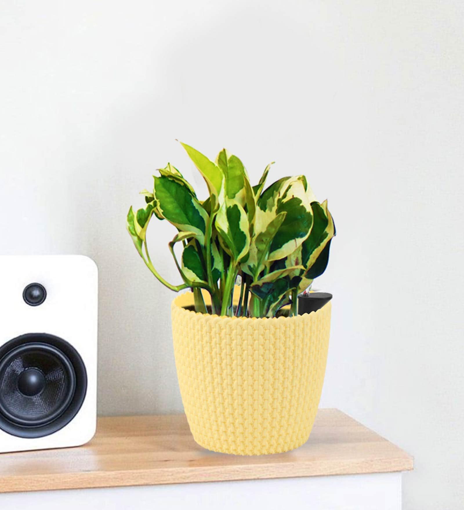 Buy Yellow Scindapsus Compacta Small Natural Plant in Self-Watering ...