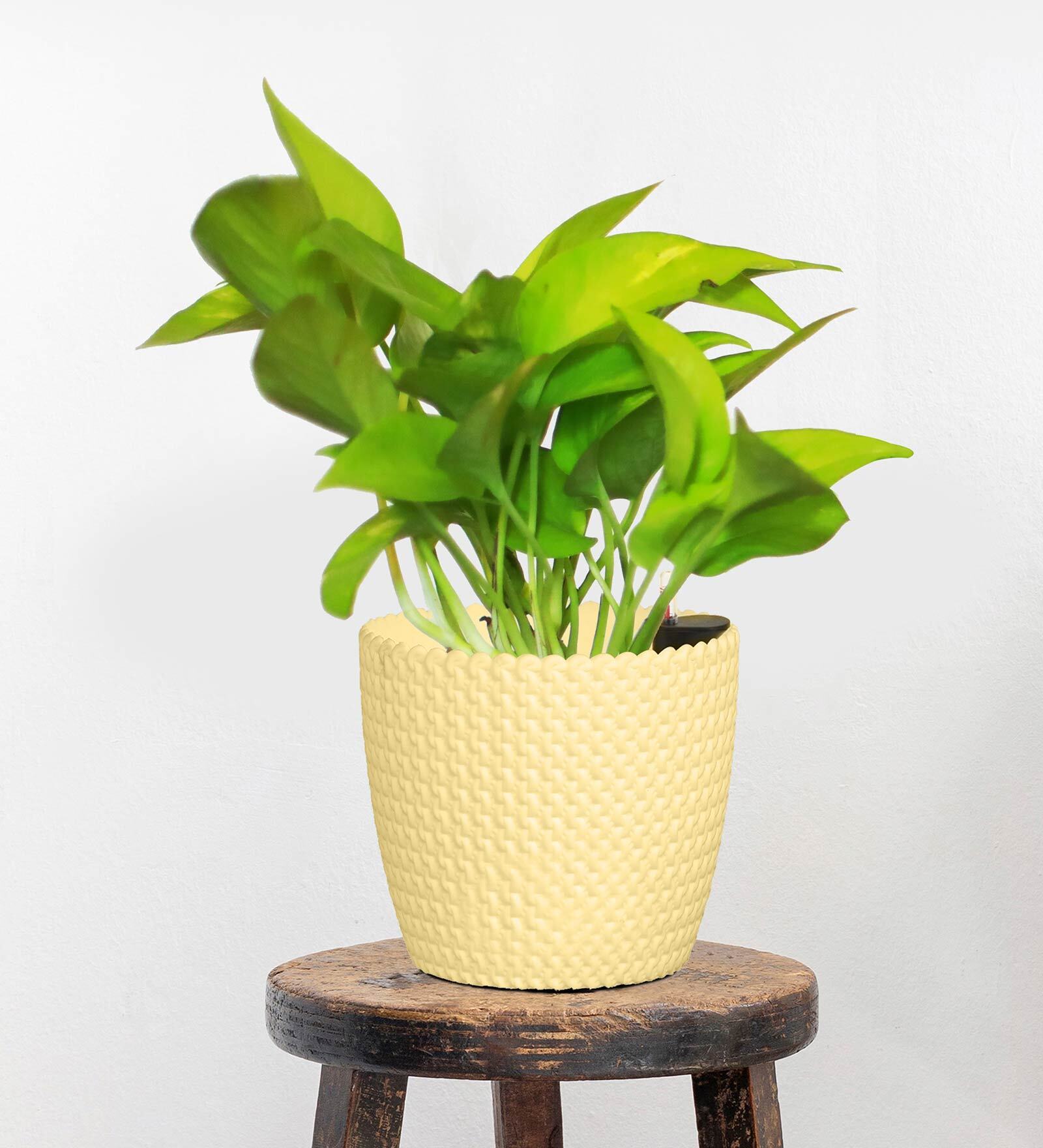 Buy Yellow Scindapsus Gold Large Natural Plant in Self-Watering Fibre ...