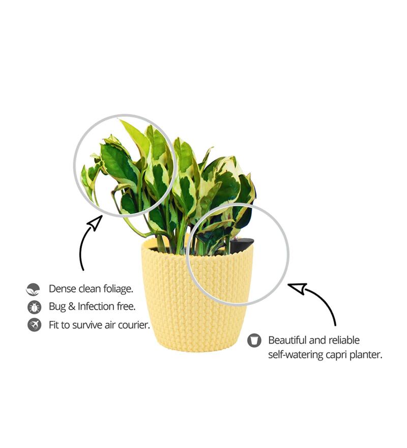 Buy Yellow Scindapsus Compacta Small Natural Plant in Self-Watering ...