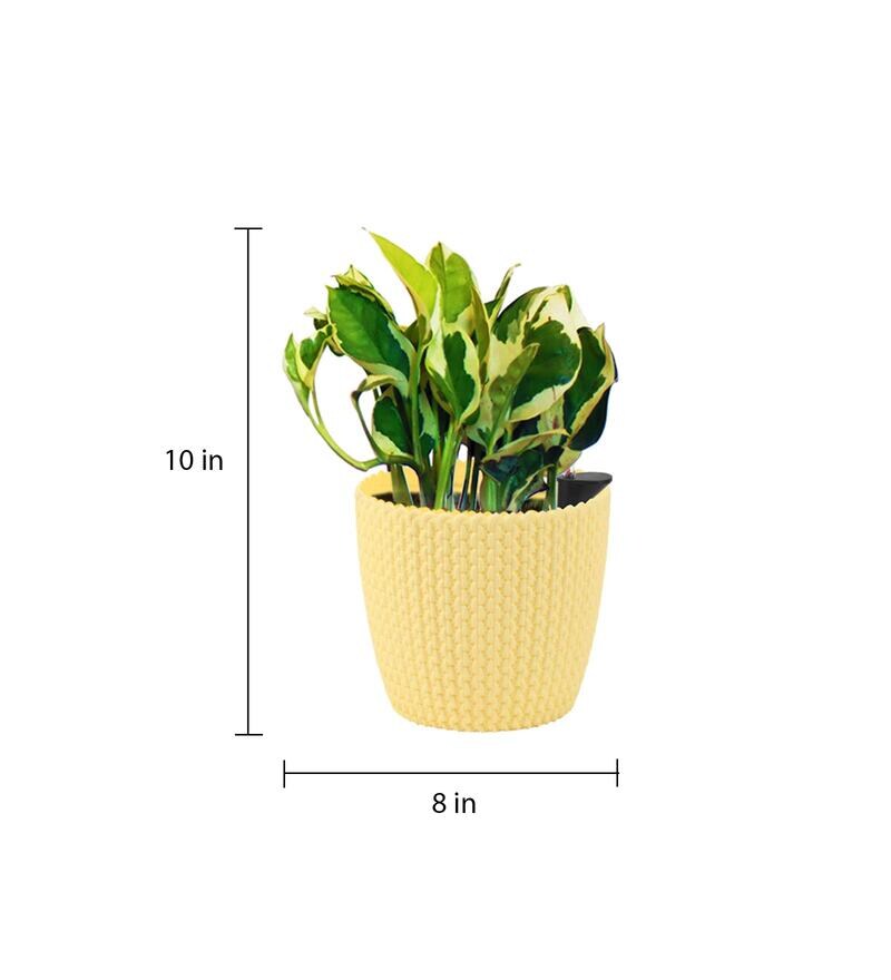Buy Yellow Scindapsus Compacta Small Natural Plant in Self-Watering ...
