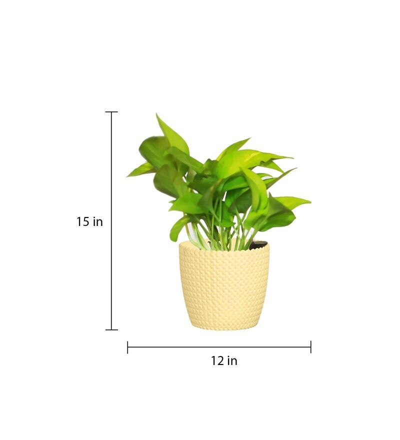 Buy Yellow Scindapsus Gold Large Natural Plant in Self-Watering Fibre ...