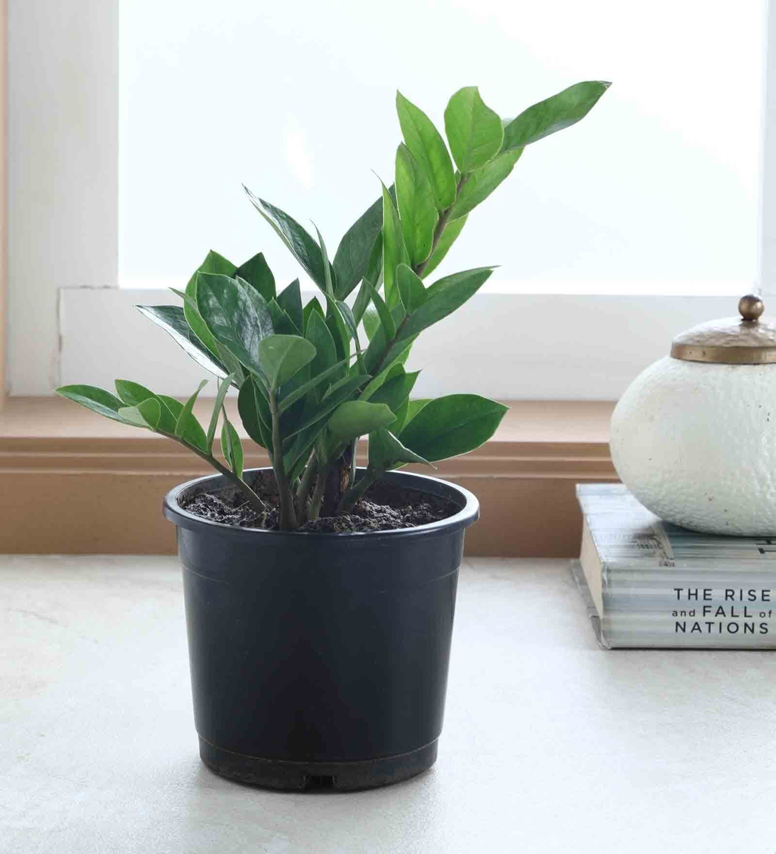 Buy Zz Double Stem Natural Plant at 31% OFF by Root Bridges | Pepperfry