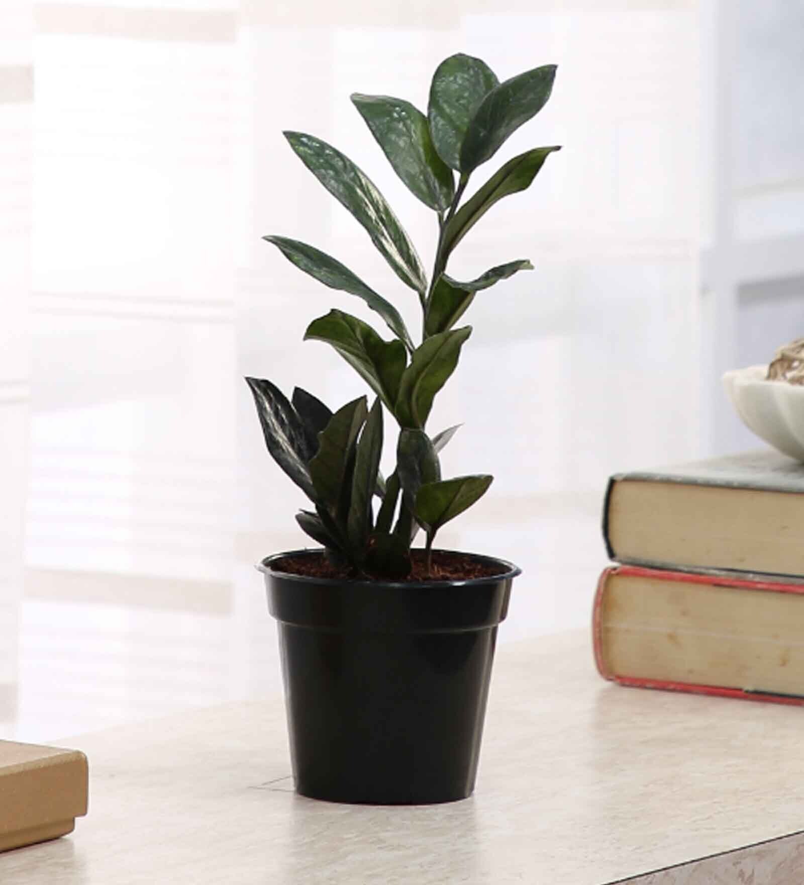 Buy Zz Raven Live Natural Plant at 18% OFF by Root Bridges | Pepperfry