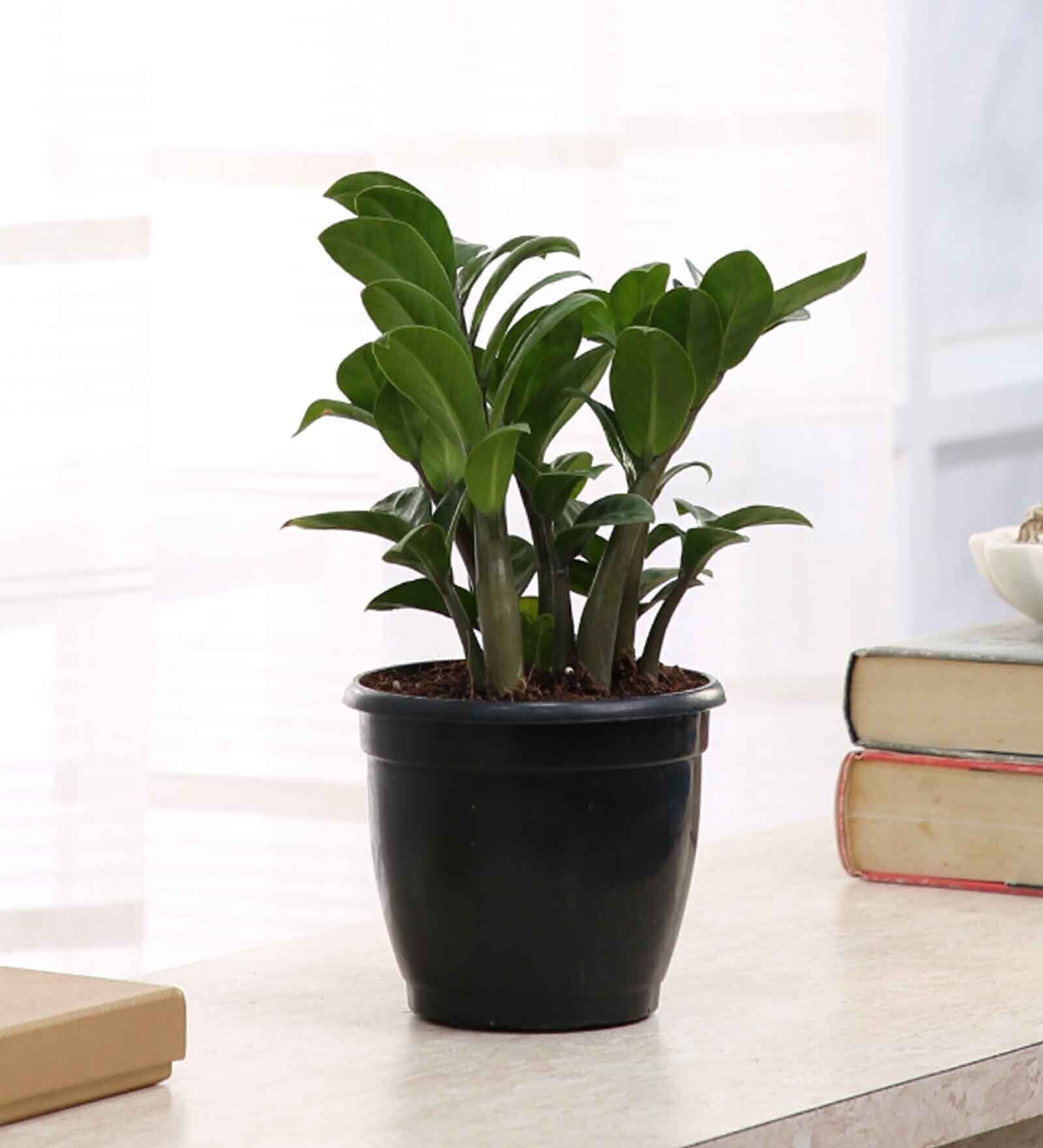Buy Zz Zenzi Live Natural Plant at 37% OFF by Root Bridges | Pepperfry
